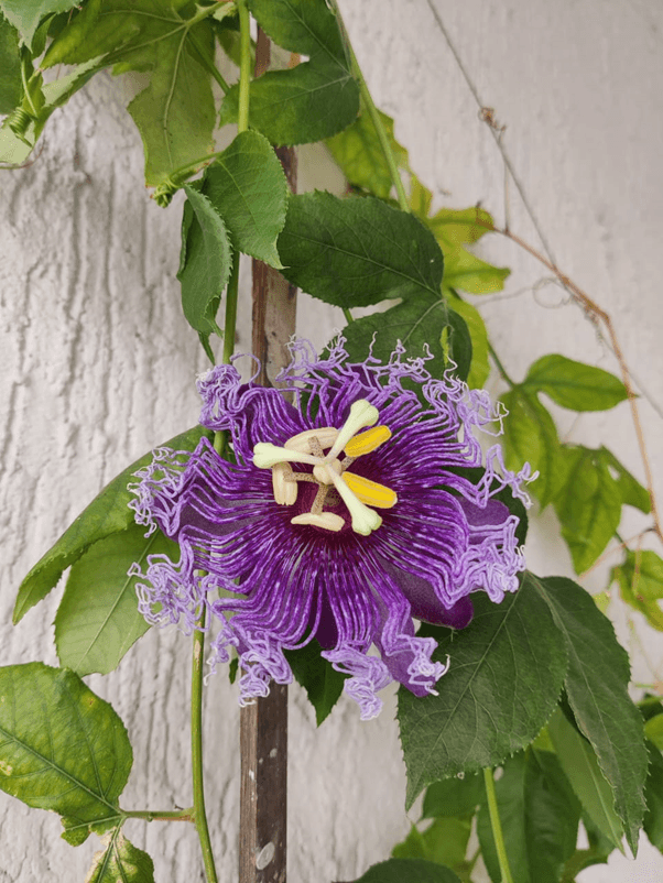 "Krishna Kamal" flower and the Epic Mahabharata.