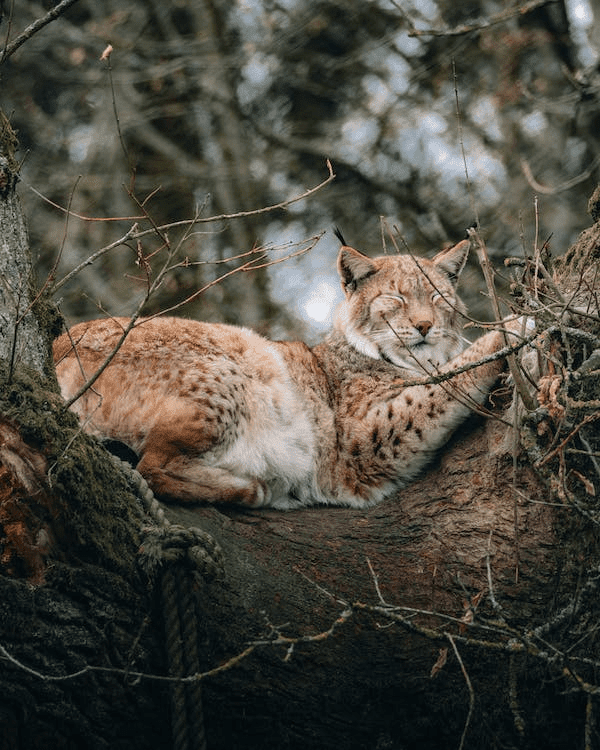 Animals: 10 Valuable Lessons from Animals to Be Happier. - Dreamz ...