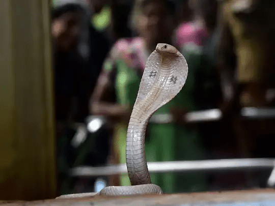 Shetpal Village: The Epic And Beautiful Land Of Cobras